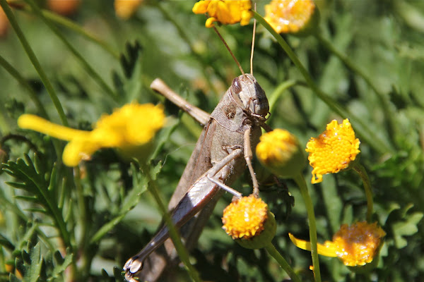 Gray Bird Grasshopper | Project Noah