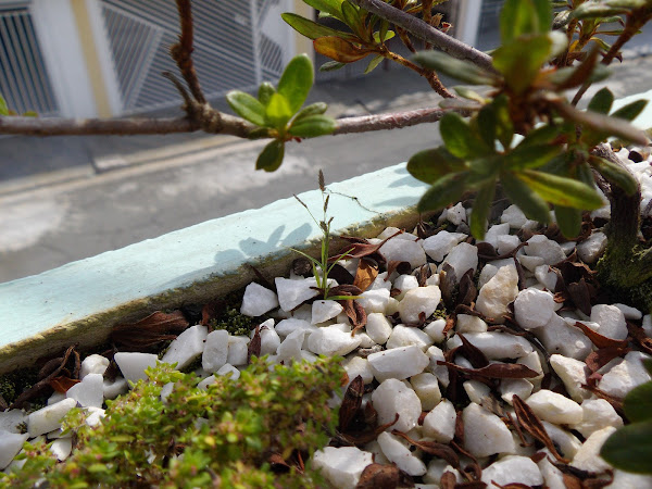 Unknown Spotting | Project Noah