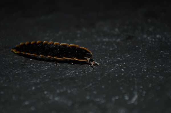 Firefly larvae | Project Noah