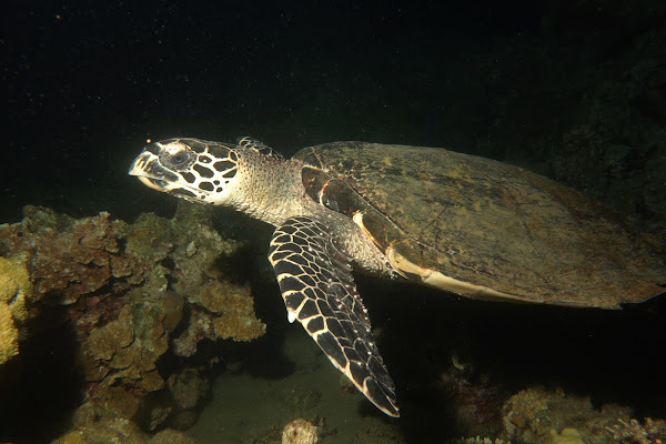Hawksbill Turtle | Project Noah