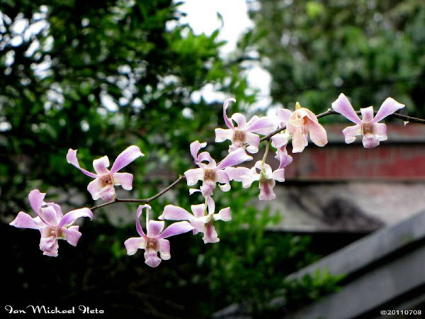 dendrobium orchid | Project Noah
