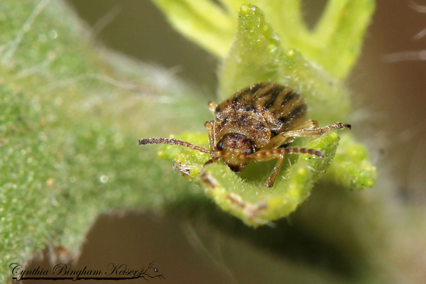 Skeletonizing Leaf Beetle | Project Noah