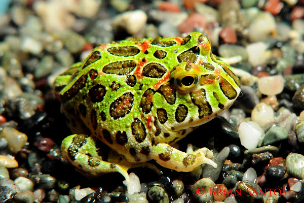 Pacman frog | Project Noah