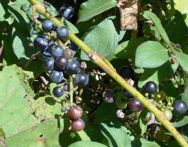 Wild Grapes | Project Noah