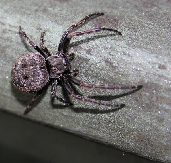 Walnut Orb-Weaver Spider | Project Noah