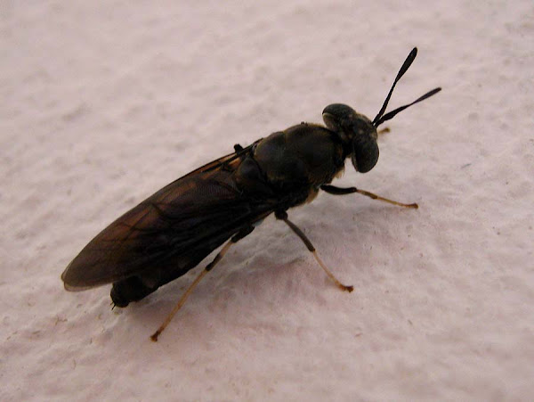 Black Soldier Fly | Project Noah