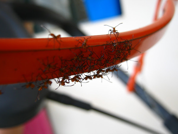 Assassin bug ninfas and eggs | Project Noah