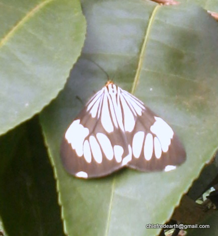 Marbled White Moth | Project Noah