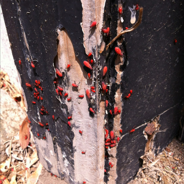 Eastern boxelder bug (nymphs) | Project Noah