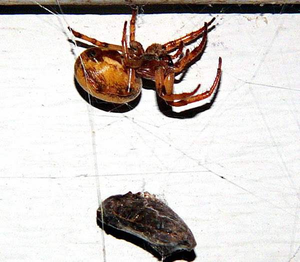 Furrow Orb Weaver Spider | Project Noah