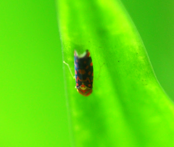 Leafhopper | Project Noah