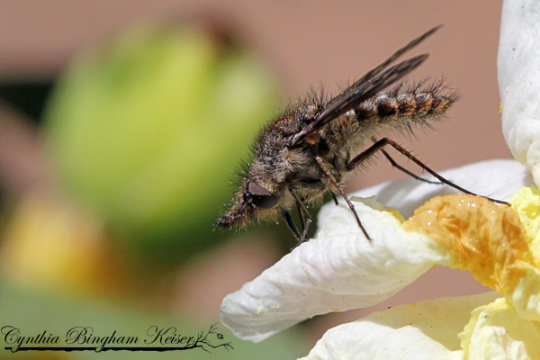 Bee Fly | Project Noah