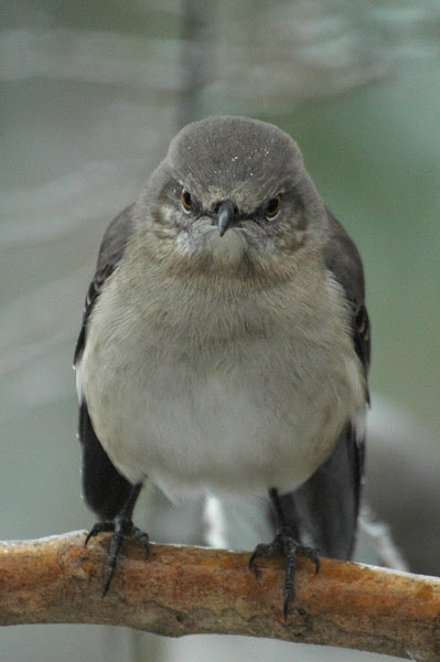 Northern Mockingbird | Project Noah