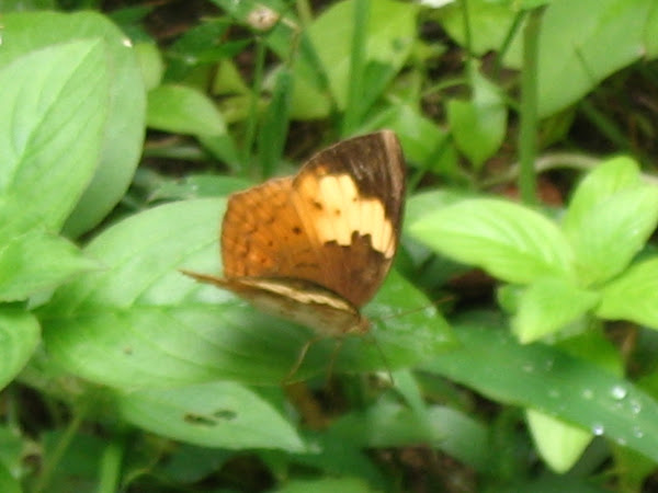 Rustic | Project Noah