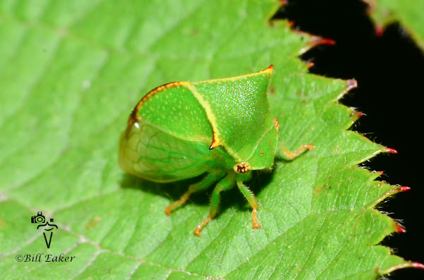 Buffalo Treehopper | Project Noah
