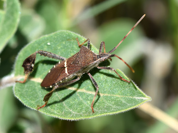 Leaf-footed bug | Project Noah