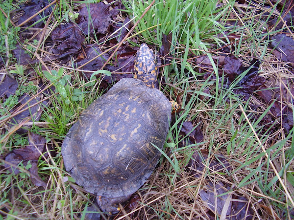 Eastern box turtle | Project Noah