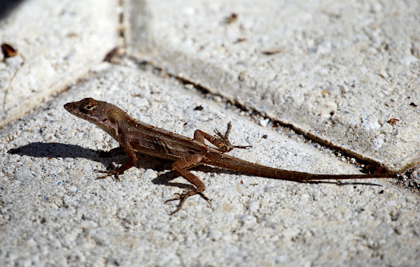 Brown anole | Project Noah