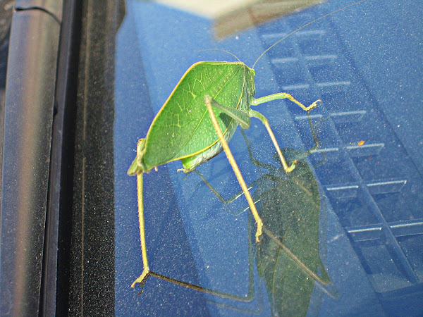 Katydid | Project Noah