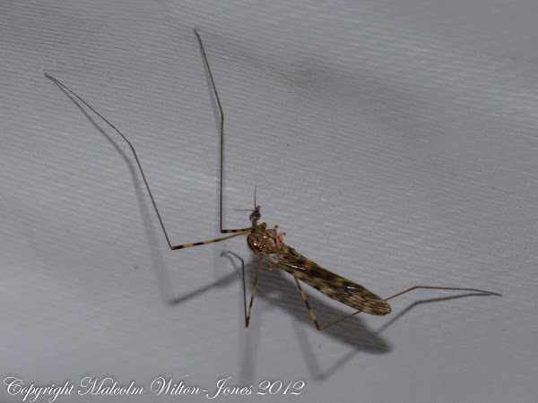 Crane-fly | Project Noah