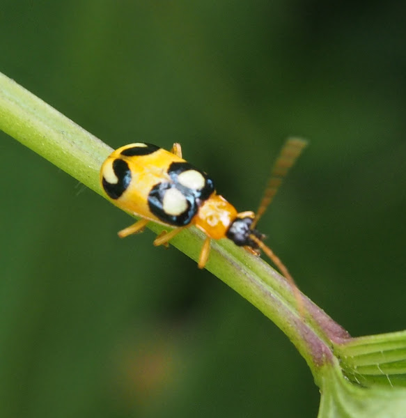 Skeletonizing Leaf Beetle | Project Noah
