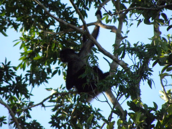 Yucatan spider monkey | Project Noah