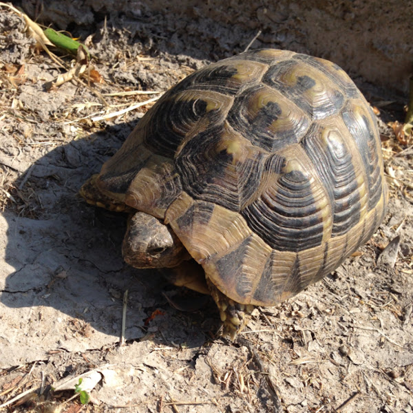 Greek tortoise | Project Noah
