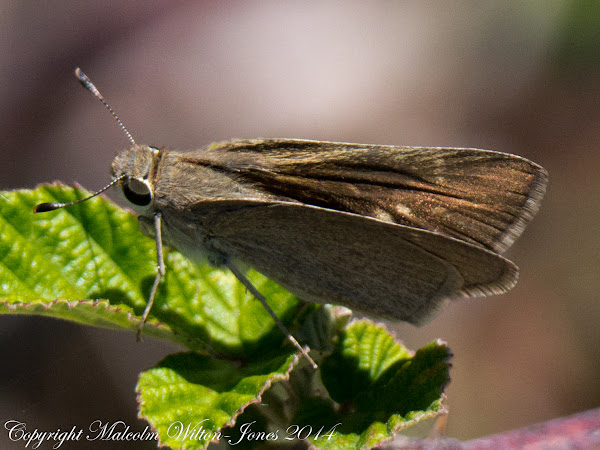 Skipper? | Project Noah