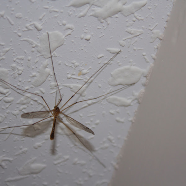 Crane fly | Project Noah