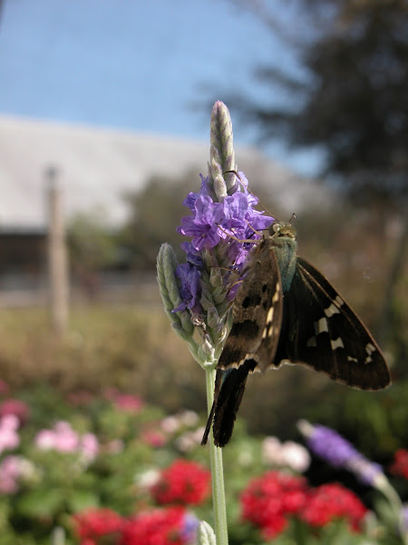 Long Tailed Skipper | Project Noah