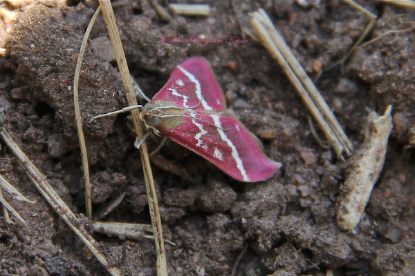 Volupial Pyrausta Moth | Project Noah