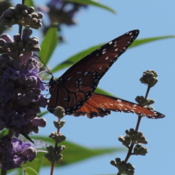 Queen | Project Noah