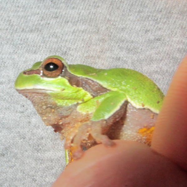 Pine Barrens Treefrog | Project Noah