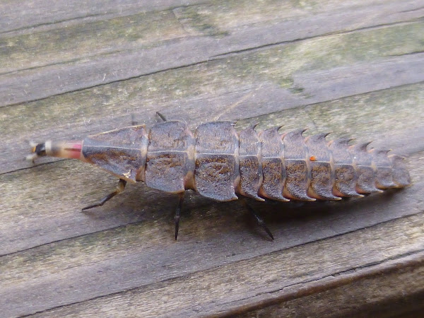 Firefly(larva) | Project Noah