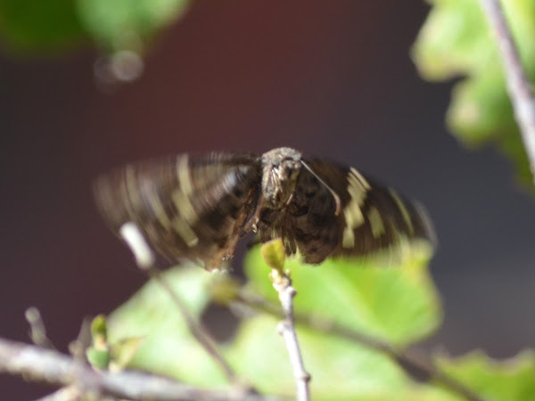Longtail Skipper | Project Noah