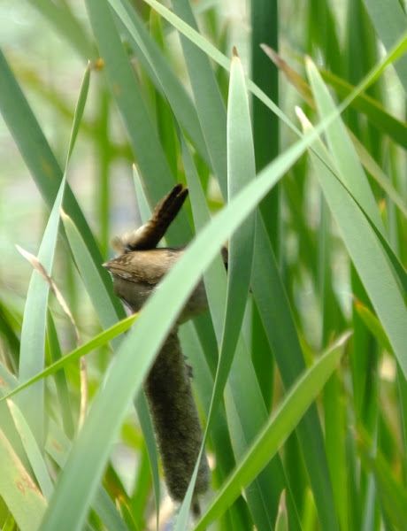 Marsh wren | Project Noah