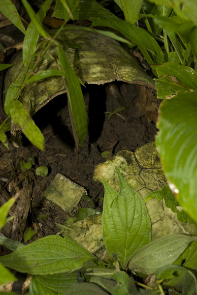 turtle shell | Project Noah