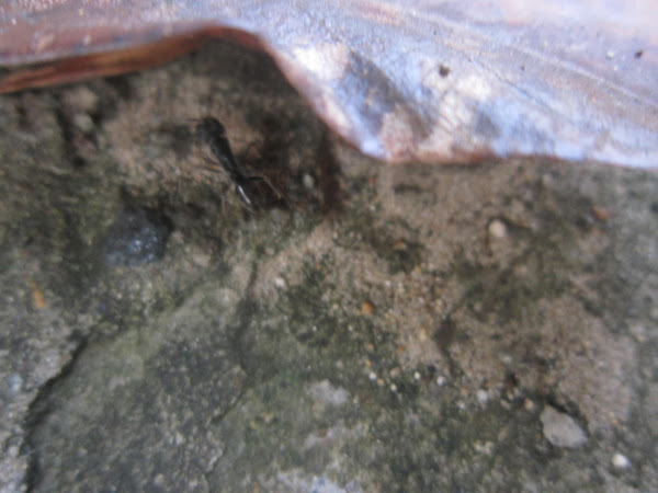 unknown spotting | Project Noah