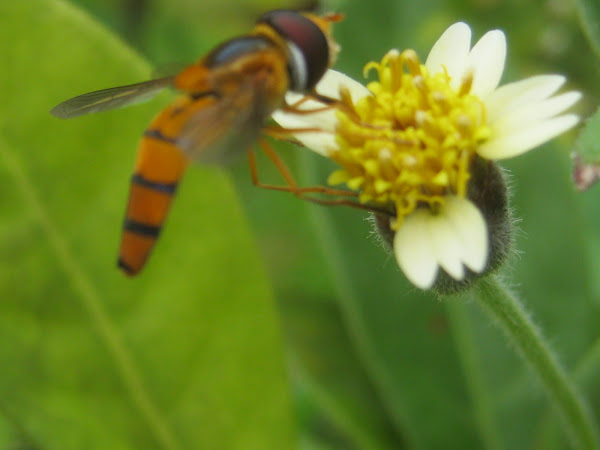 Hoverfly | Project Noah