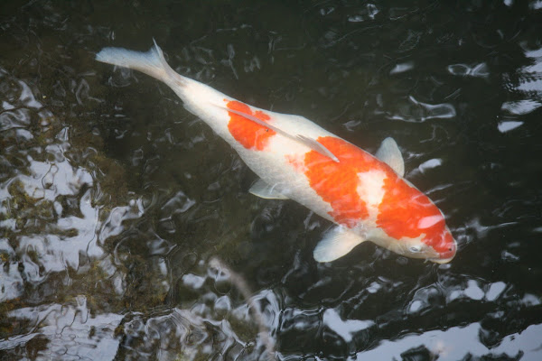 Koi (Japanese Carp) | Project Noah