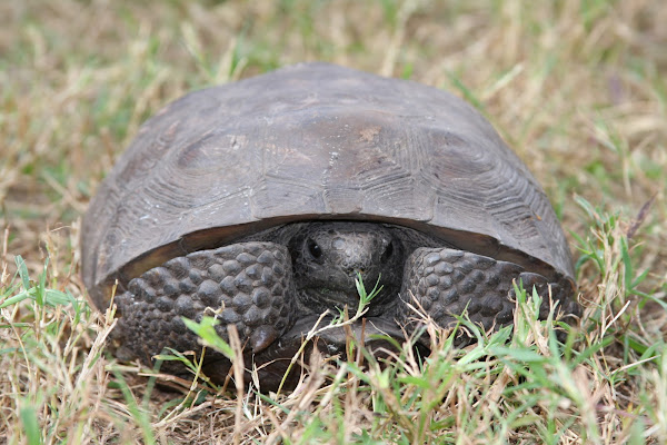 Gopher Tortoise | Project Noah