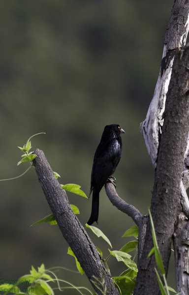 Spangled Drongo | Project Noah