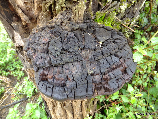 Cracked Bracket | Project Noah