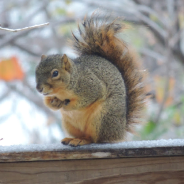 Fox Squirrel | Project Noah