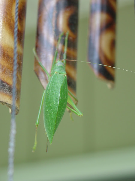 Katydid | Project Noah