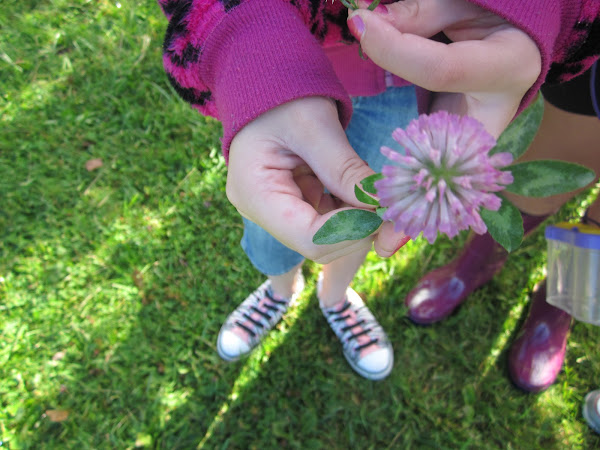 Red clover | Project Noah