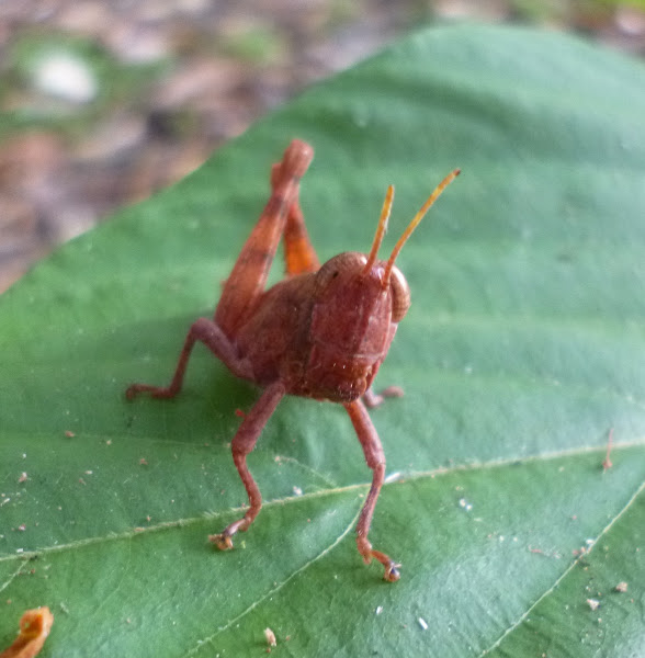 Red Grasshopper | Project Noah