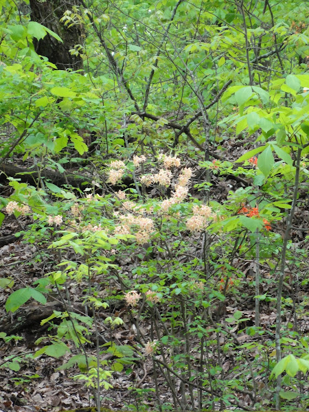 Southern Yellow Azalea | Project Noah