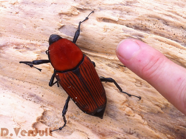 Red Palm Weevil | Project Noah