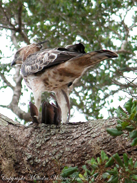 Changeable Hawk Eagle | Project Noah